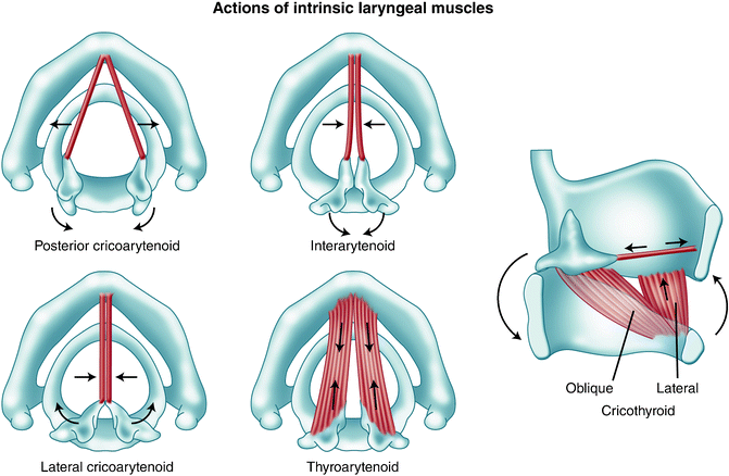 Development, Anatomy, and Physiology of the Larynx | SpringerLink