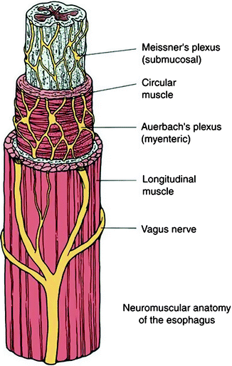 Development, Anatomy, and Physiology of the Esophagus | SpringerLink