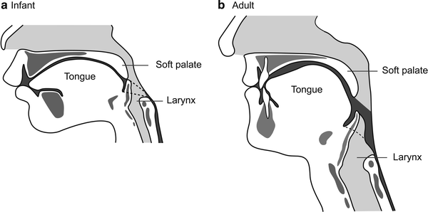 Oral Phase Preparation and Propulsion: Anatomy, Physiology, Rheology ...