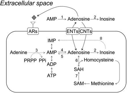 Adenosine Metabolism, Adenosine Kinase, and Evolution | SpringerLink