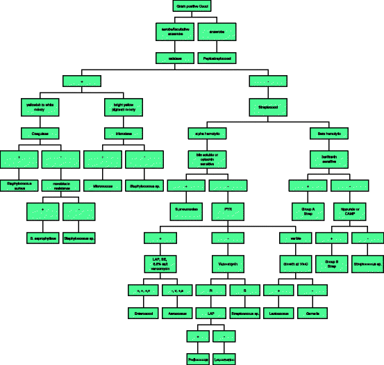 Biochemical Profile-Based Microbial Identification Systems | SpringerLink