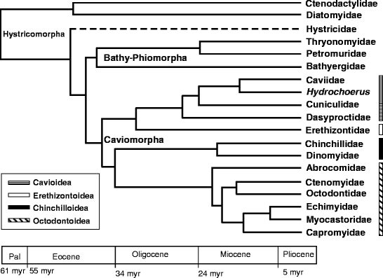 Phylogenetics of Caviomorph Rodents and Genetic Perspectives on the ...