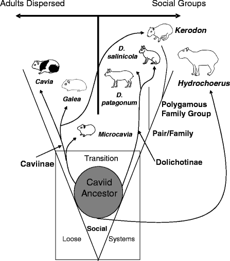Phylogenetics of Caviomorph Rodents and Genetic Perspectives on the ...