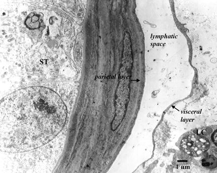 Reproductive Morphology and Physiology of the Male Capybara | SpringerLink