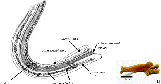 Reproductive Morphology and Physiology of the Male Capybara | SpringerLink
