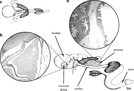 Reproductive Morphology and Physiology of the Male Capybara | SpringerLink