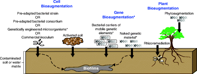 Bioaugmentation for Groundwater Remediation: an Overview | SpringerLink