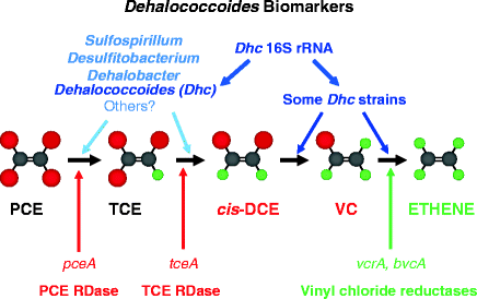 Bioaugmentation with Dehalococcoides: a Decision Guide | SpringerLink