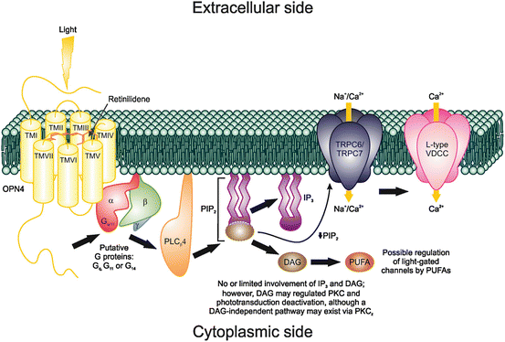 The Evolution and Function of Melanopsin in Craniates | SpringerLink