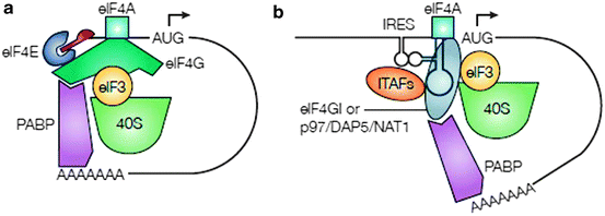 IRES-Dependent, Cap-Independent Translation in Multiple Myeloma ...