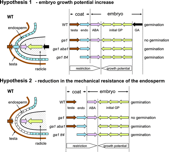 Germination | SpringerLink
