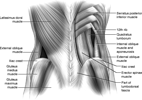 Challenging Hernia Locations: Flank Hernias | SpringerLink