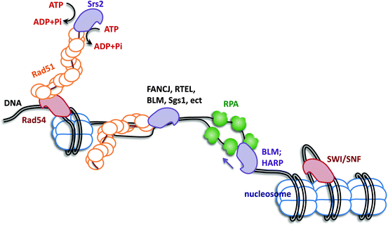 Overview: What Are Helicases? | SpringerLink
