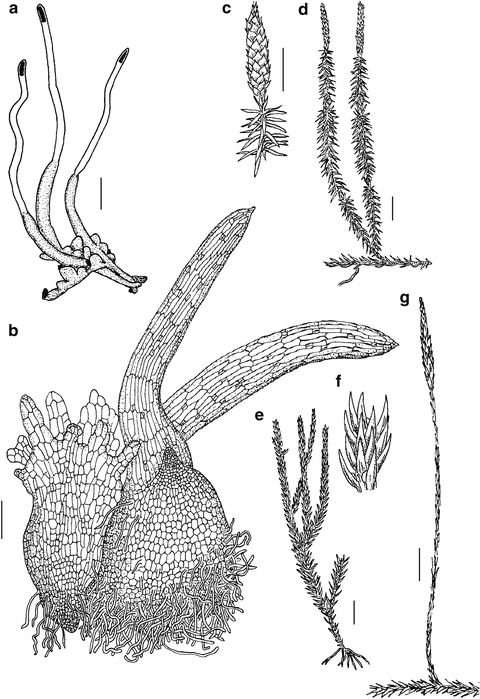 Taxonomy and Classification | SpringerLink