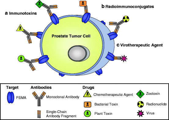 Anti-PSMA Antibody-Drug Conjugates and Immunotoxins | SpringerLink