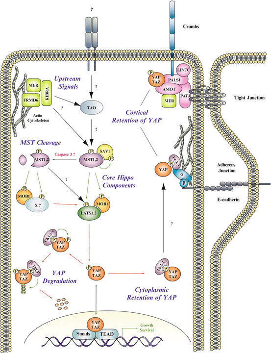 MST1/2 and Other Upstream Signaling that Affect Hippo Pathway Function ...