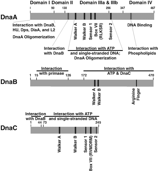 DnaA, DnaB, and DnaC | SpringerLink