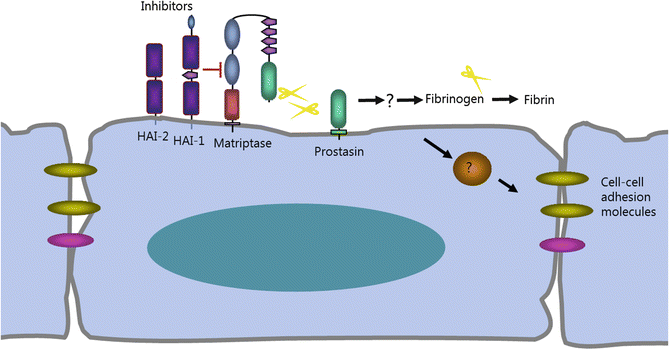 Matriptase (ST14, Suppressor of Tumorigenicity 14 Protein) | SpringerLink
