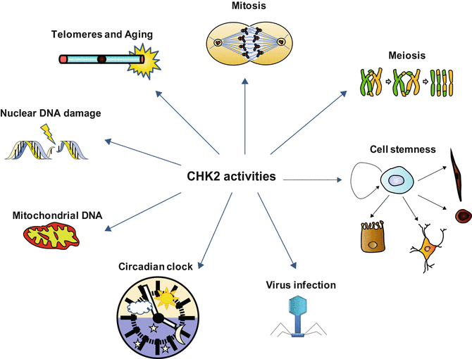 CHEK2 | SpringerLink