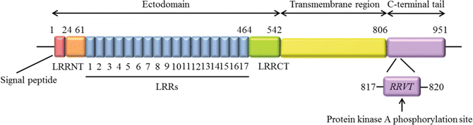 LGR4 (Leucine-Rich Repeat G-Protein Coupled Receptor 4) | SpringerLink