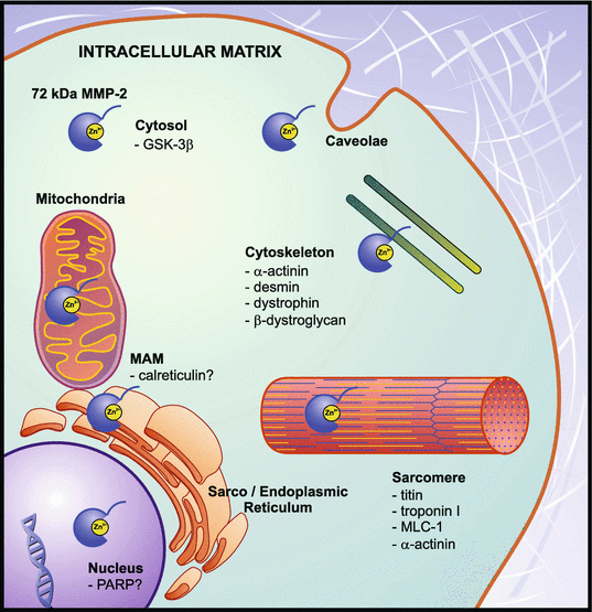 Matrix Metalloproteinase-2 | SpringerLink