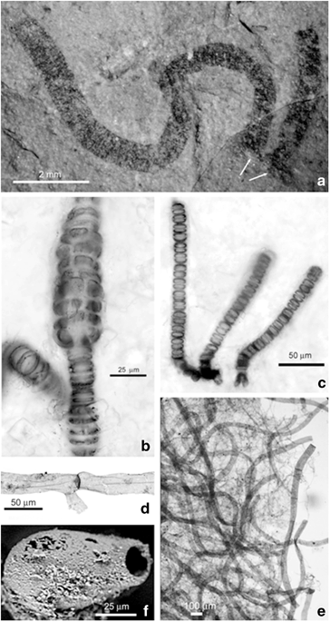 Written in Stone: The Fossil Record of Early Eukaryotes | SpringerLink