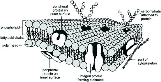 Phosphorus in the Organic Life: Cells, Tissues, Organisms | SpringerLink