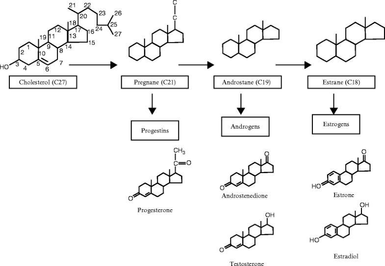 Ovarian Hormones: Structure, Biosynthesis, Function, Mechanism of ...