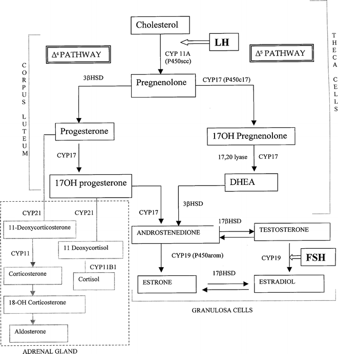Ovarian Hormones: Structure, Biosynthesis, Function, Mechanism of ...
