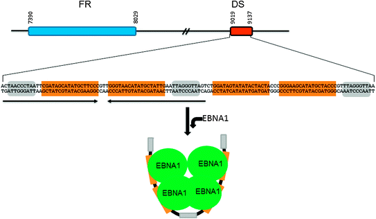 Roles of EBNA1 at EBV Episomes | SpringerLink