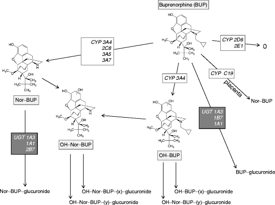 Buprenorphine Metabolism and Drug–Drug Interactions | SpringerLink