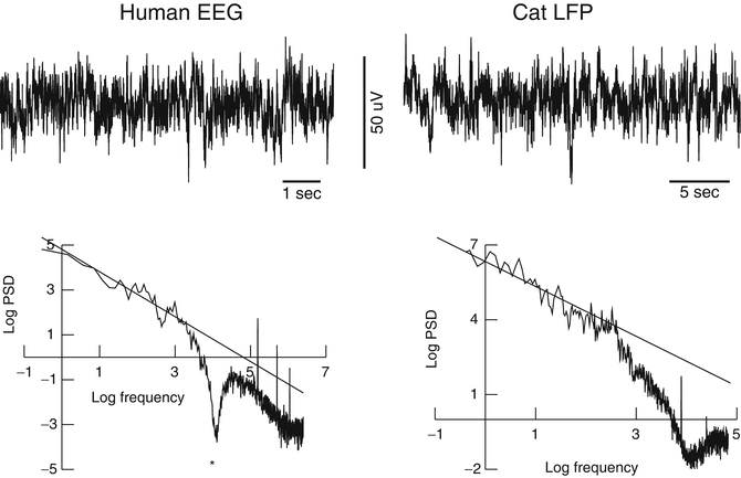 Local Field Potentials (LFP) | SpringerLink