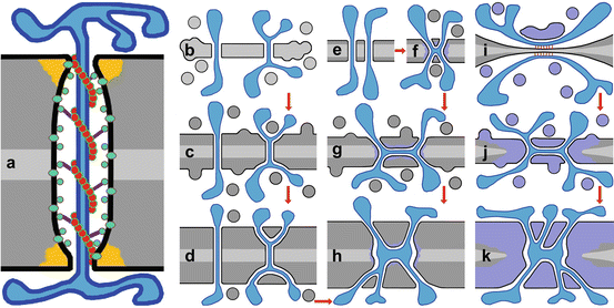 Developmental Control of Plasmodesmata Frequency, Structure, and Function | SpringerLink