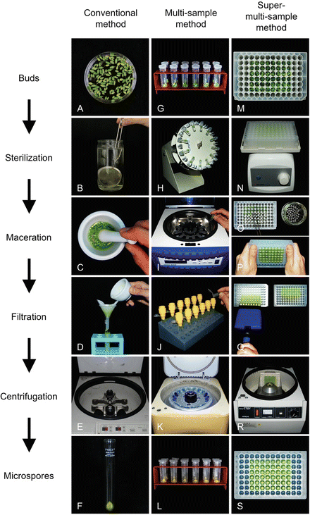 Microspore Culture and Doubled Haploid Technology | SpringerLink