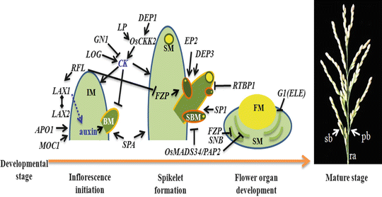 Panicle Development | SpringerLink