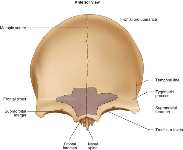 Anatomy of the Head and Neck | SpringerLink