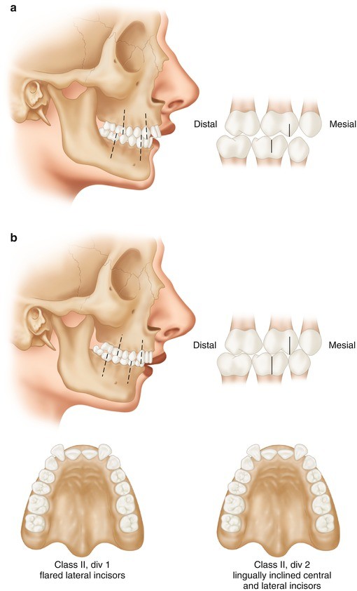 Oral Anatomy | SpringerLink