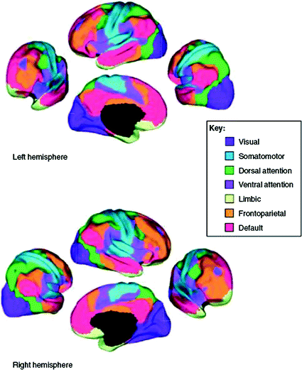 Large-Scale Brain Networks and Functional Connectivity | SpringerLink