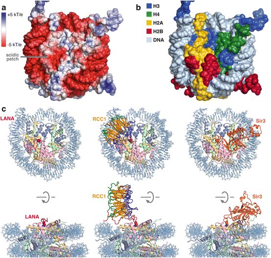 Histone, Nucleosome, and Chromatin Structure | SpringerLink