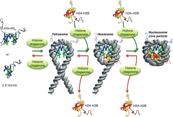 Histone Chaperones in the Assembly and Disassembly of Chromatin ...