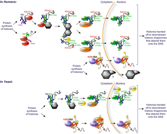 Histone Chaperones in the Assembly and Disassembly of Chromatin ...