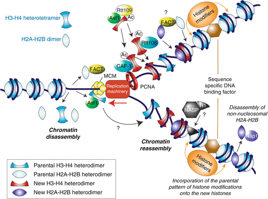 Histone Chaperones in the Assembly and Disassembly of Chromatin ...