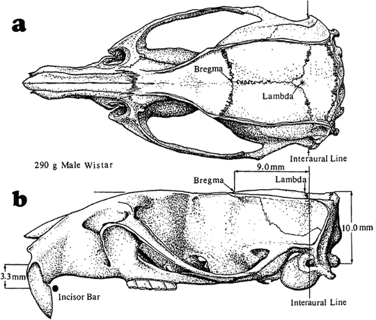 Brain Stereotaxic Injection | SpringerLink