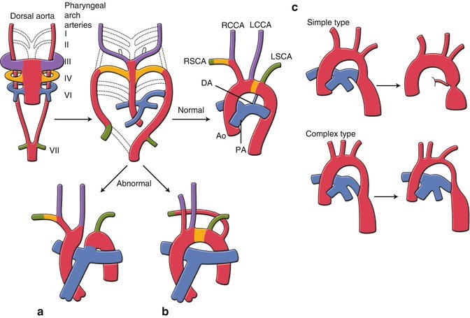 Embryology | SpringerLink