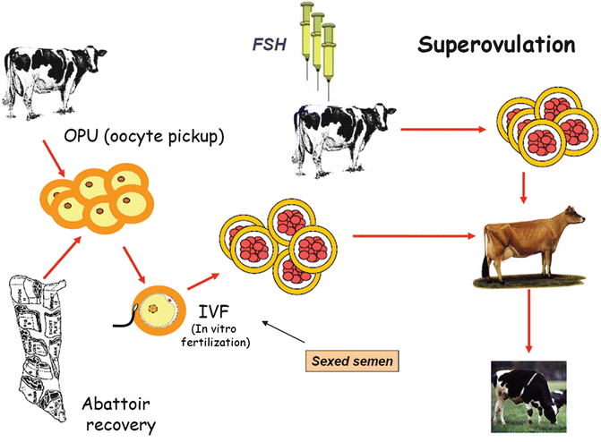 Current and Future Assisted Reproductive Technologies for Mammalian ...