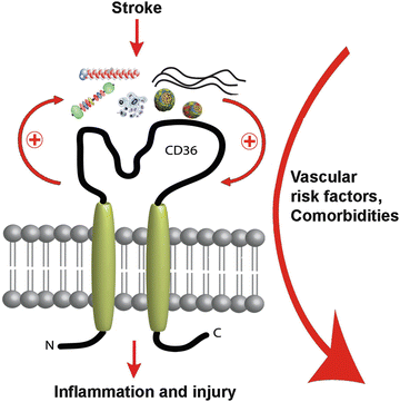 CD36: An Inflammatory Mediator in Acute Brain Injury | SpringerLink