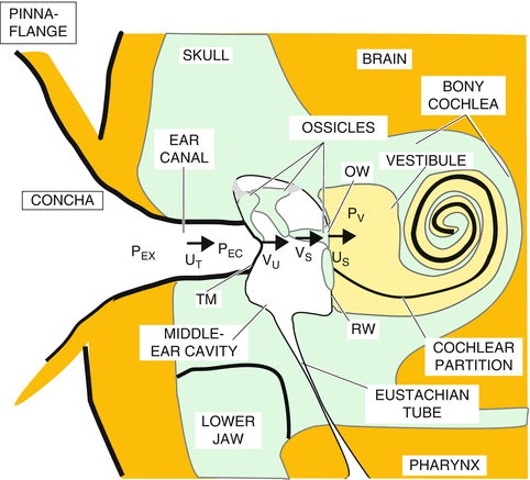 Current Topics in the Study of Sound Conduction to the Inner Ear ...