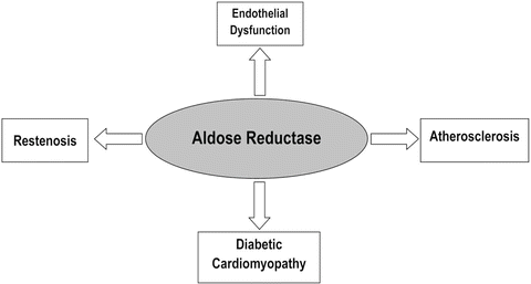 Aldose Reductase and Diabetic Cardiovascular Disease | SpringerLink
