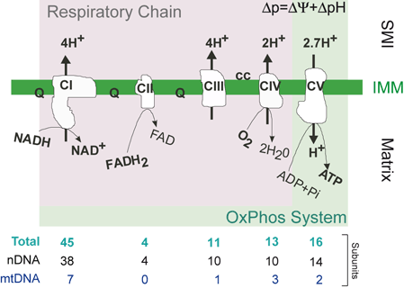 OxPhos Defects and Their Role in Cancer Initiation and Progression ...