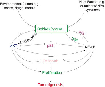 OxPhos Defects and Their Role in Cancer Initiation and Progression ...